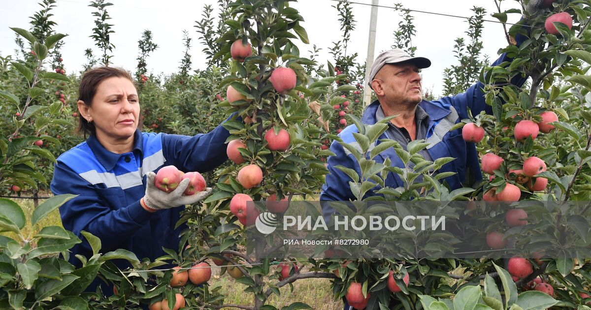Сбор урожая яблок в ДНР | РИА Новости Медиабанк
