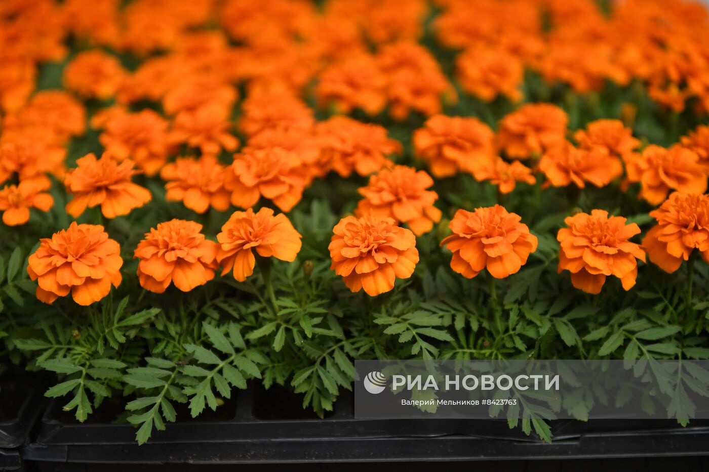 Тепличные хозяйства в Москве РИА Новости Медиабанк