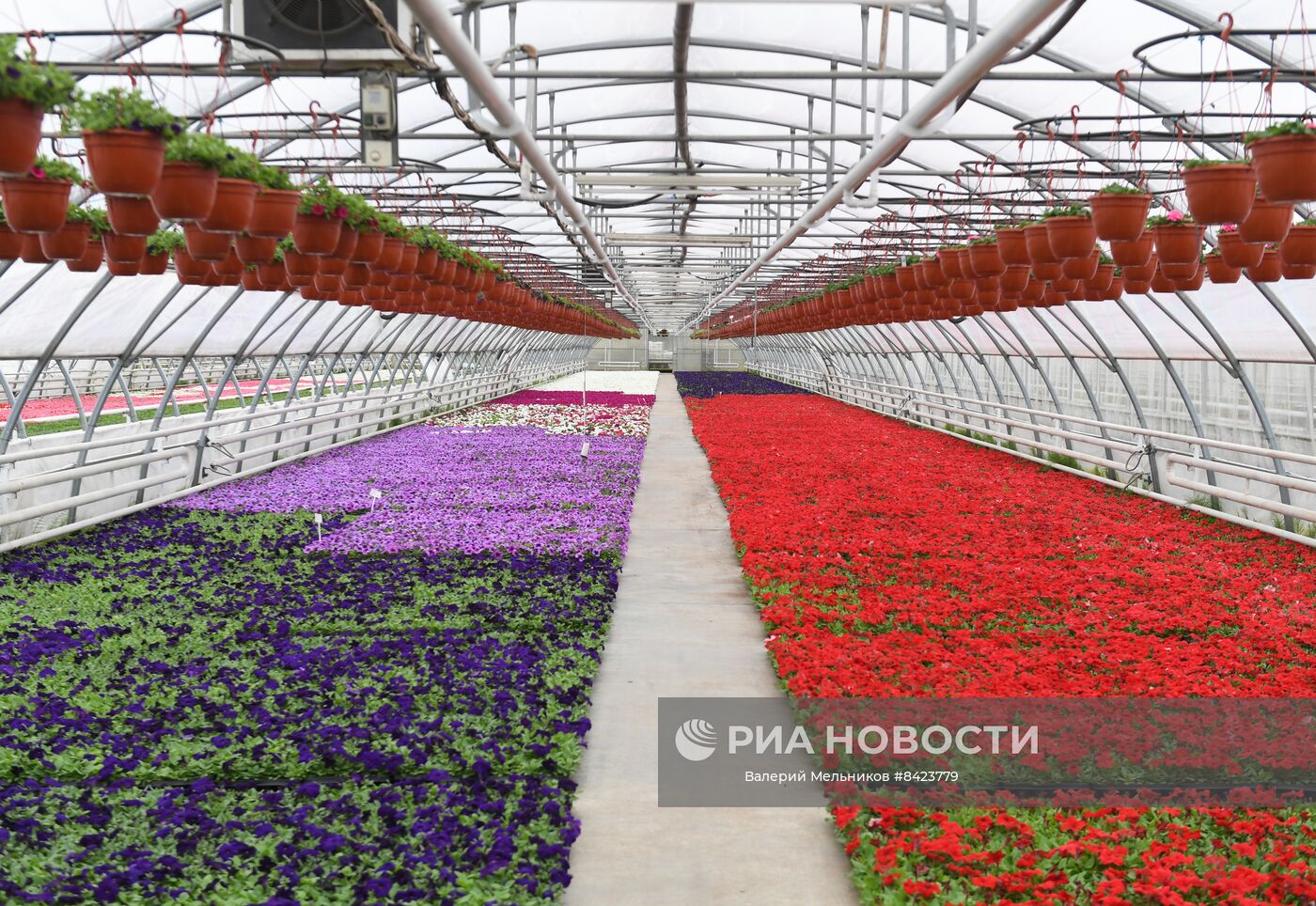 Тепличные хозяйства в Москве | РИА Новости Медиабанк