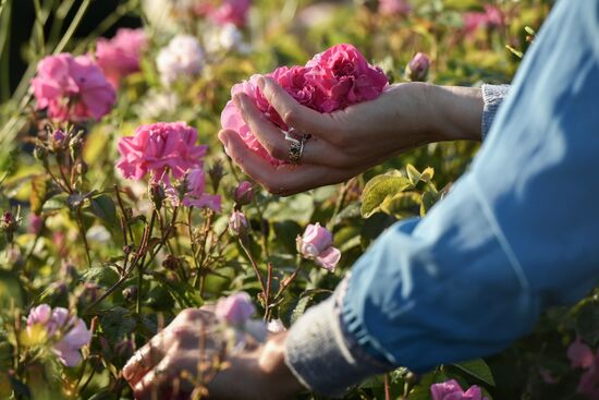 Сбор лепестков роз в Крыму | РИА Новости Медиабанк